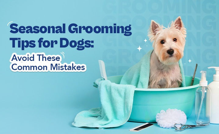 Seasonal Grooming Tips for Dogs: Avoid These Common Mistakes – Hunger tail